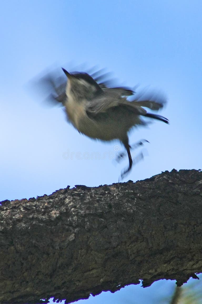 409 Nuthatch Flight Stock Photos - Free & Royalty-Free Stock Photos ...