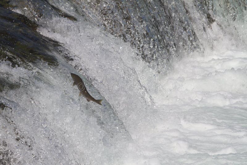 Determination stock photo. Image of action, animal, mammal - 16081714