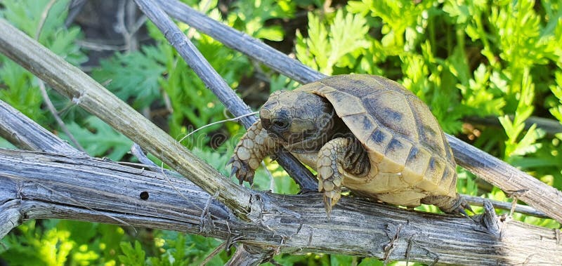 Determined Baby Tortoise Overcoming Obstacles Stock Image - Image of ...