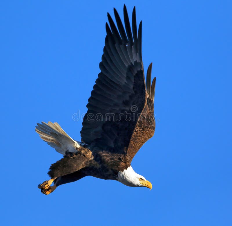 Determined Bald Eagle Swooping Down in Flight Stock Photo - Image of ...