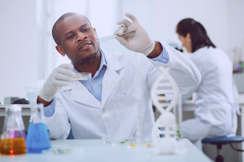 Determined Skilled Bioengineer Doing a Test with Seeds Stock Photo ...