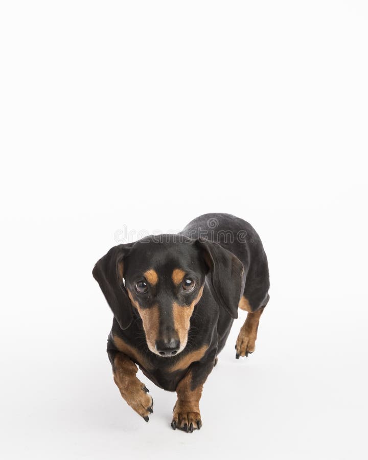 Determined Small Dog Stares at Camera and Walks Forward on a White ...