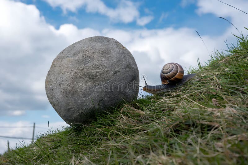 Determined Snail Pushes a Boulder Uphill, Embodying Perseverance and ...