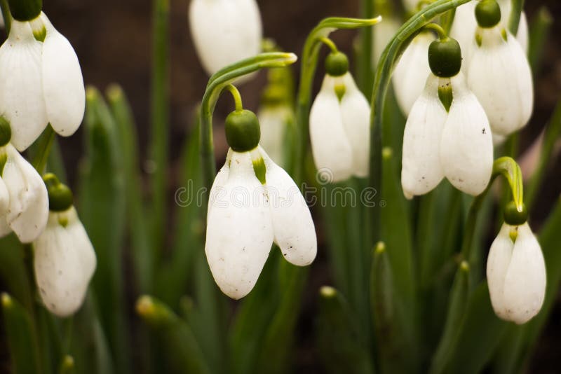 Dettaglio Dei Bucaneve Nel Giardino Immagine Stock - Immagine di ...