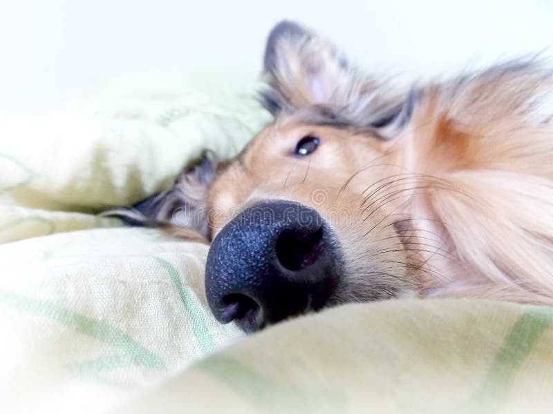 Grande Muso Del Cane Nero Foto Stock - Download 683 Royalty Free Photos