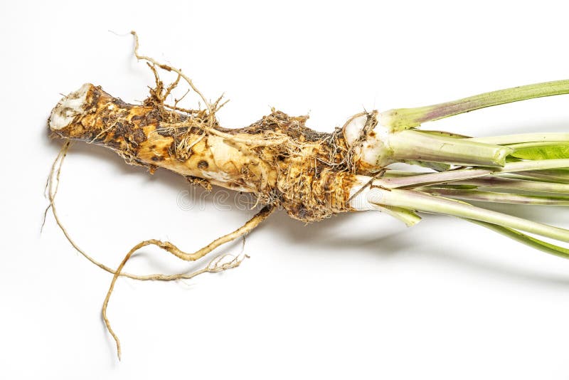 Dettaglio del rafano fotografia stock. Immagine di radice - 33595066