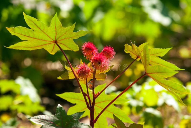 Dettaglio del ricino immagine stock. Immagine di veleno - 36670101