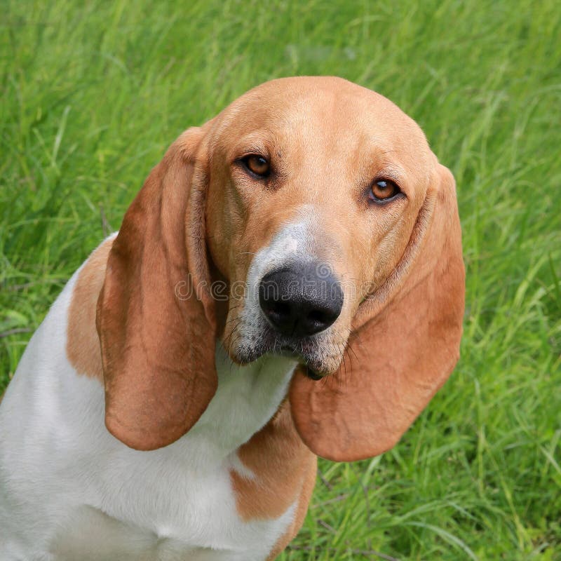 Segugio dello svizzero immagine stock. Immagine di animali - 46359759