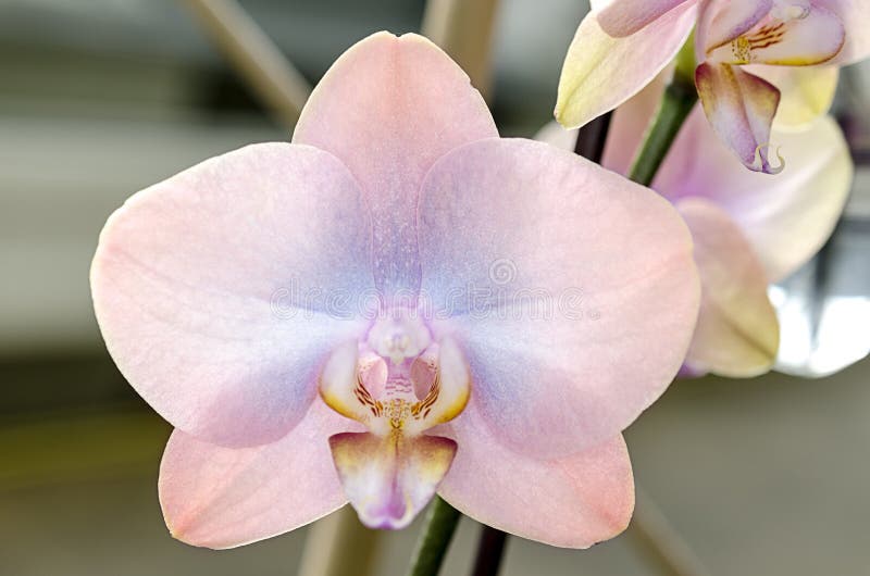 Dettaglio dell'orchidea immagine stock. Immagine di particolare - 39054031