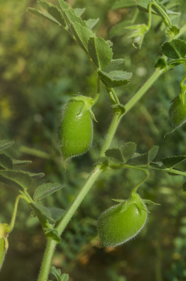 Dettaglio Della Pianta Di Cece Con Lo Spazio Della Copia Fotografia ...