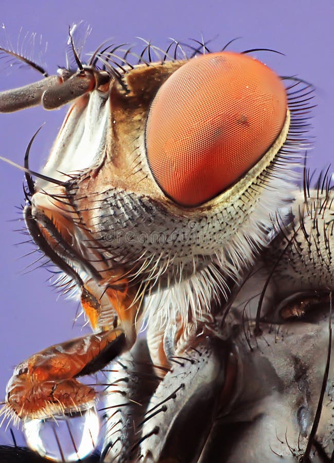 Dettaglio delle mosche fotografia stock. Immagine di insetto - 135357348