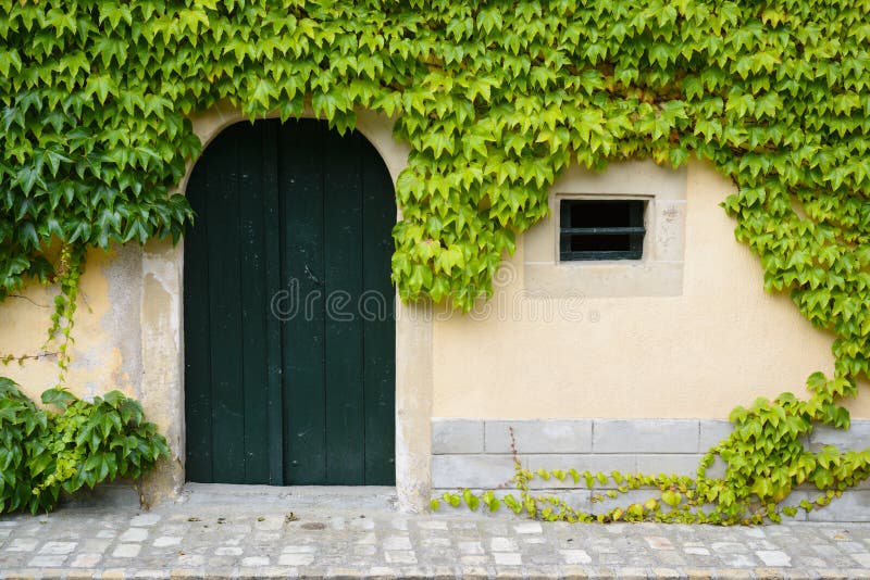 Deur Die Bijna Met Klimop Wordt Behandeld Stock Afbeelding - Image of ...