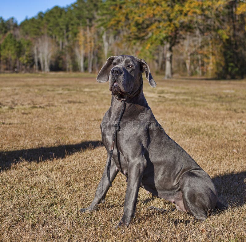 Sitzende Deutsche Dogge stockbild. Bild von stellring - 63637985