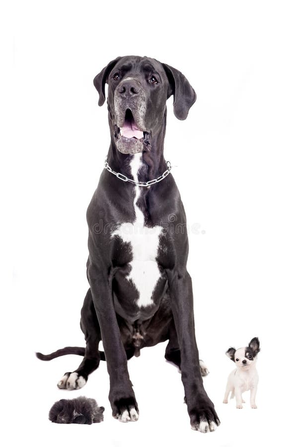 Deutsche Dogge mit Welpen stockfoto. Bild von brut, tier - 42178560