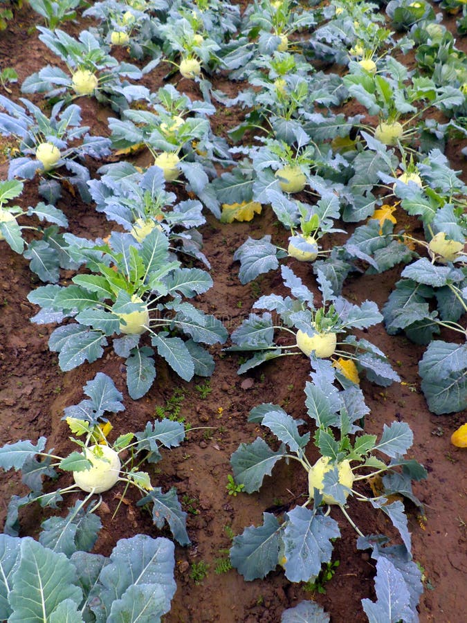 Kohlrabi (deutsche Rübe) stockfoto. Bild von purpurrot - 10852746