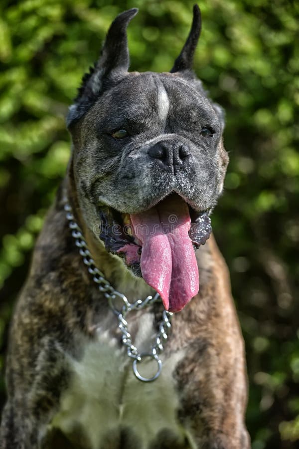 Deutscher Boxer Mit Den Geernteten Ohren Stockbild - Bild von bulldogge ...
