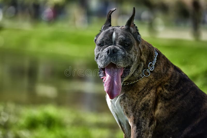 Boxer Mit Ohrschnitt, 1 Einjahres, Sitzend Stockbild - Bild von boxer ...