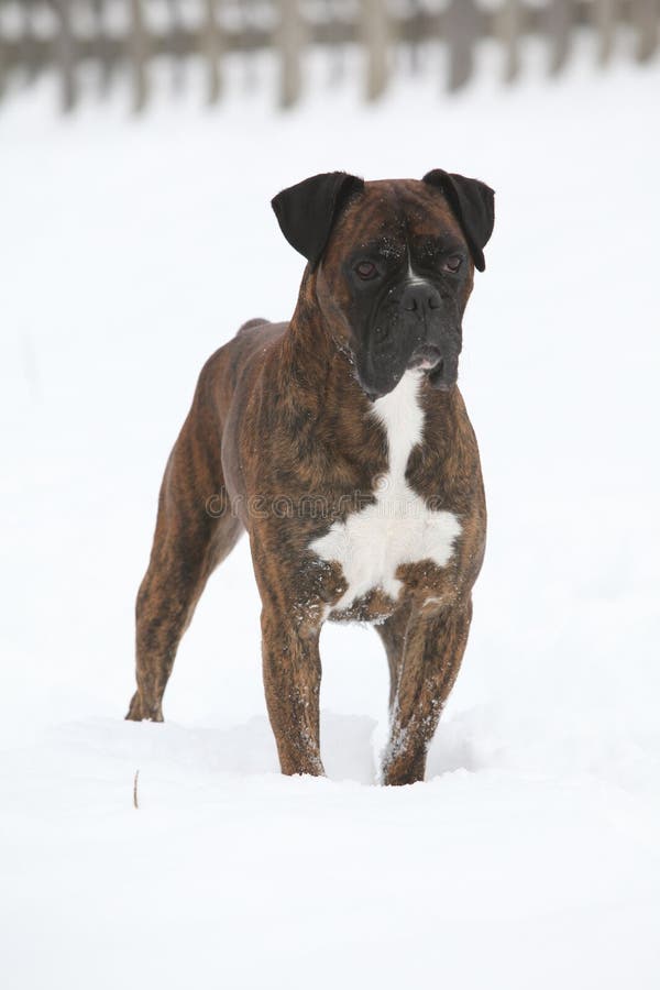 Deutscher Boxer in winter stock image. Image of snowdrift - 35567735