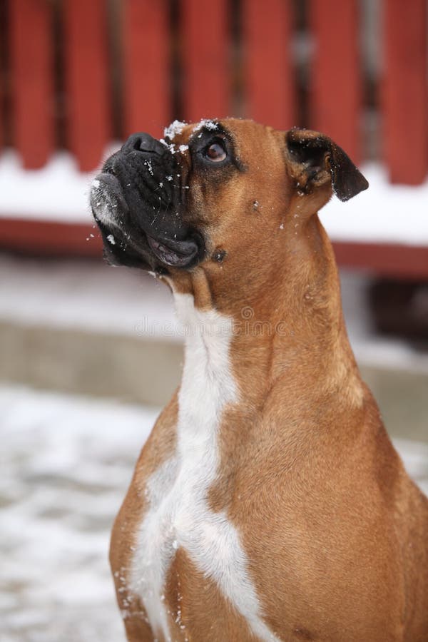 Deutscher Boxer in winter stock photo. Image of carnivore - 35567744