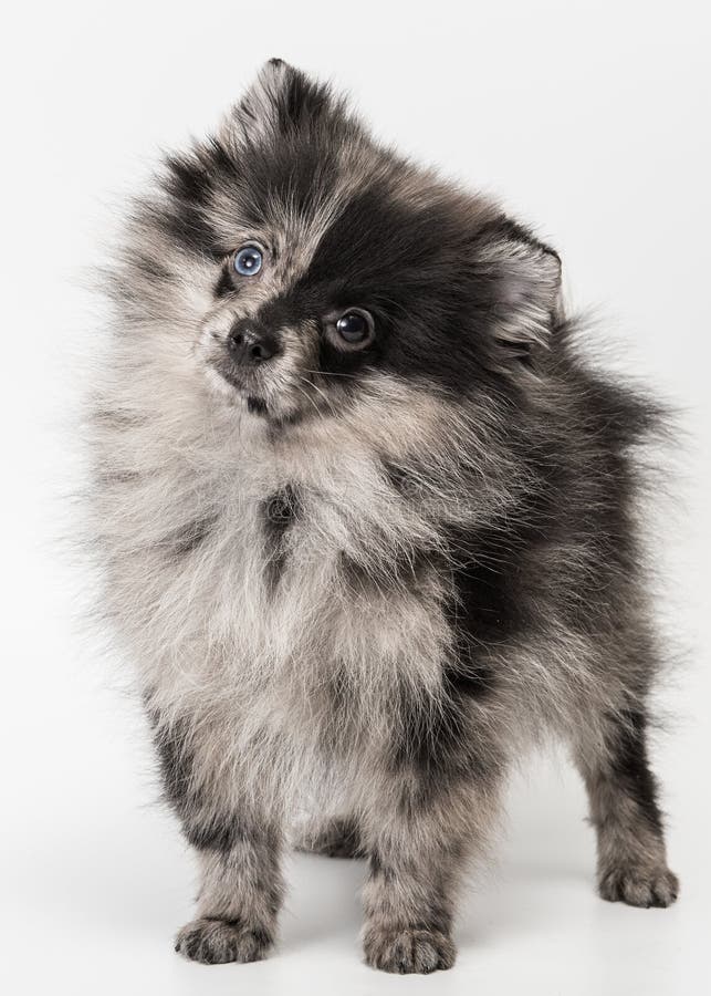 Deutscher Spitz stockbild. Bild von hund, haar, pelz - 105246925