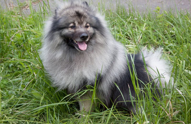 540 Wolfspitz Keeshond Vector Stock Photos - Free & Royalty-Free Stock ...