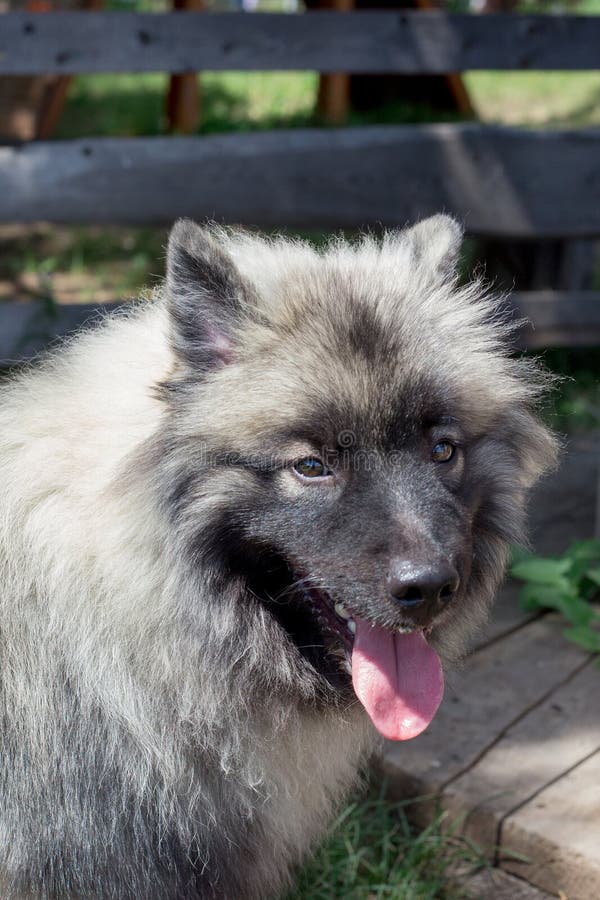 Deutscher Wolfspitz is Sitting on a Green Grass. Keeshond or German ...