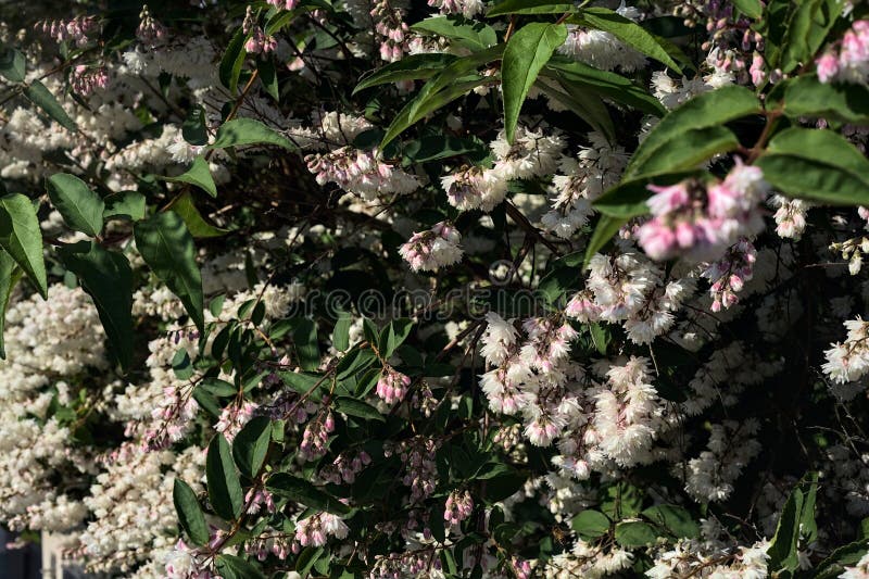 Deutzia Scabra in Bloom Seen Up Close Stock Photo - Image of delightful ...