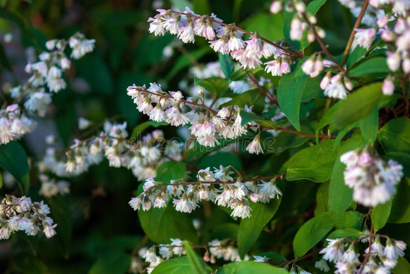Deutzia Scabra Bush in Bloom Stock Image - Image of fuzzy, flower ...