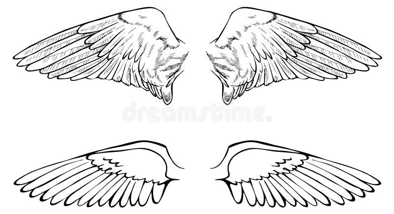 Deux ailes illustration de vecteur. Illustration du mouche - 48903416