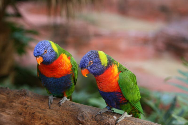 Perroquet Multicolore De Lori Image stock - Image du closeup, grace ...