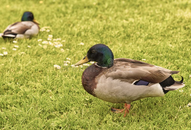 Deux Canards Dans Un Domaine Canards Dans Un Domaine Image stock ...
