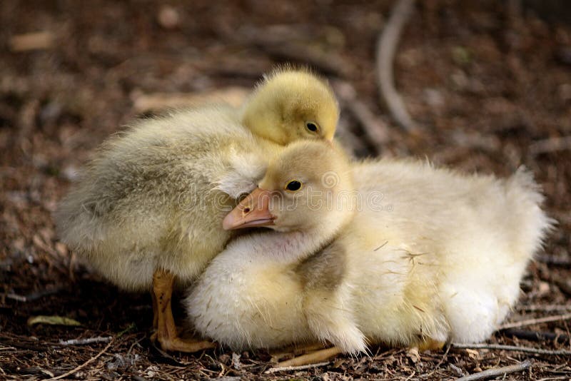 Deux canetons photo stock. Image du isolement, pets, mignon - 13948864