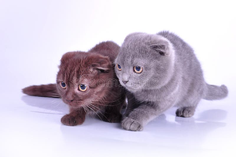 Deux Chatons Marchant Vers Ensemble. Tir De Studio. Au-dessus De Photo ...