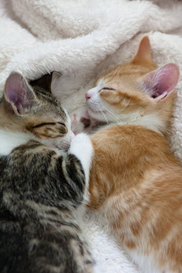 Deux chatons de sommeil photo stock. Image du gentil - 13620726