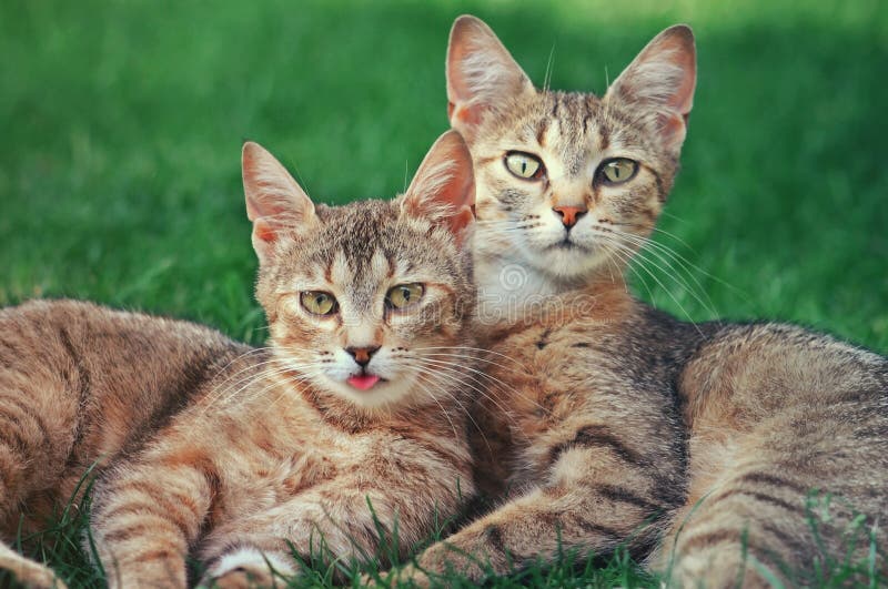 Jolis chats photo stock. Image du blanc, mignon, beau - 15130970