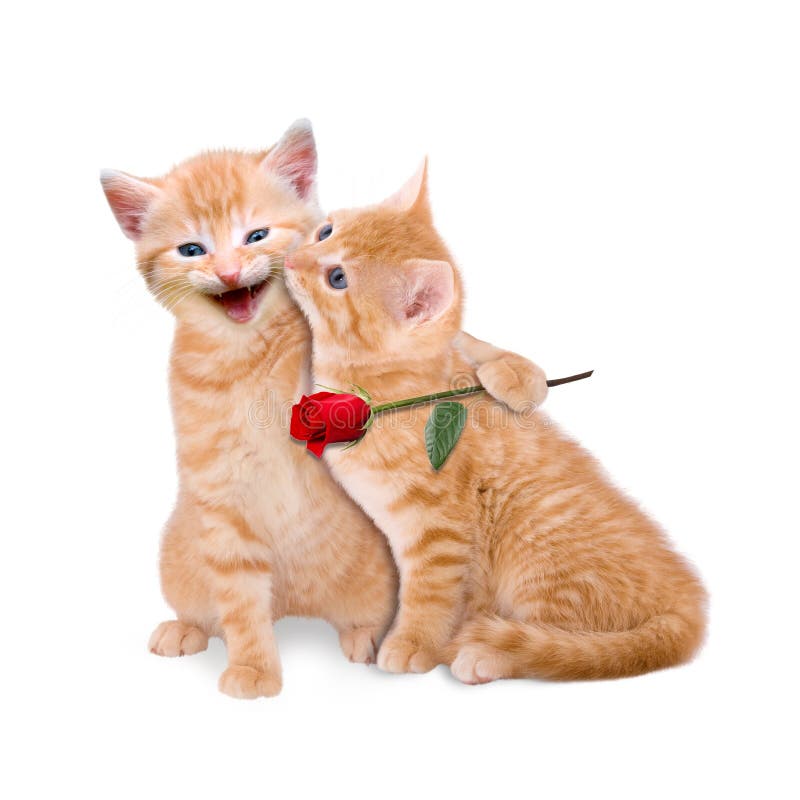 Deux chats dans l'amour image stock. Image du anniversaire - 37619295