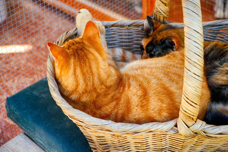 Chats Dormant Dans Le Panier Photo stock - Image du sommeil, aimer ...