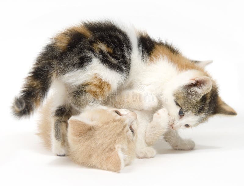 Deux Chats Jouant Sur Le Fond Blanc Image stock - Image du yeux, chat ...