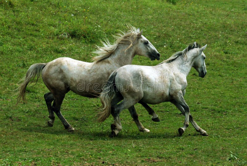 Deux chevaux gris image stock. Image of étalons, liberté - 4068403