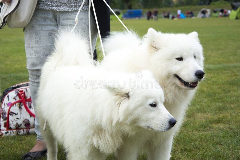 Deux chiens blancs photo stock. Image du joyeux, calmement - 60514158