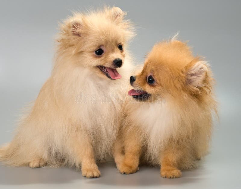 Deux Chiots De Race Un Spitz-chien De Pomeranian Dans Le Studio Photo ...