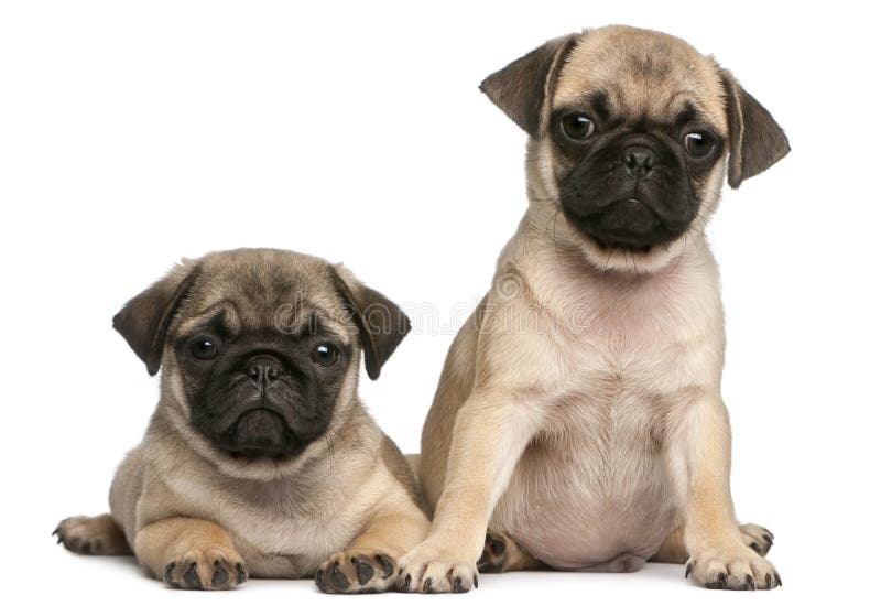 Race de roquet de chien image stock. Image du mignon - 71736467