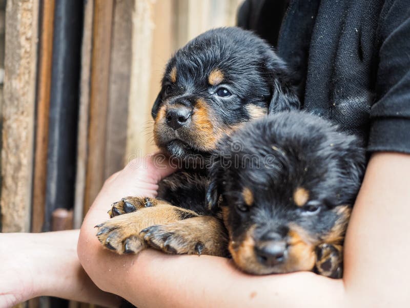 Deux Chiots De Rottweiler Dans Des Bras Photo stock - Image du regarder ...