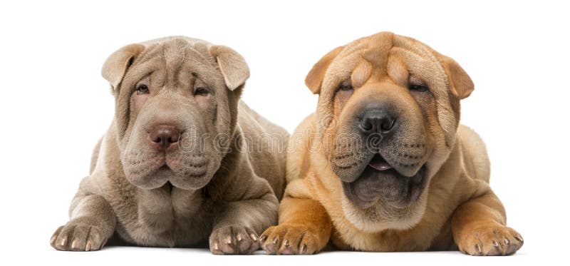 Deux Chiots Shar Pei Assis Ensemble Photo stock - Image du gens, chiot ...