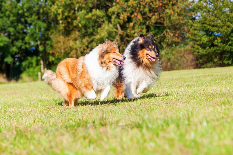 Deux colleys courants photo stock. Image du animaux, longtemps - 63934930