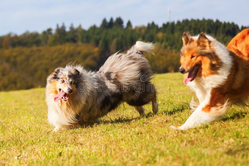 Deux colleys courants photo stock. Image du animaux, longtemps - 63934930