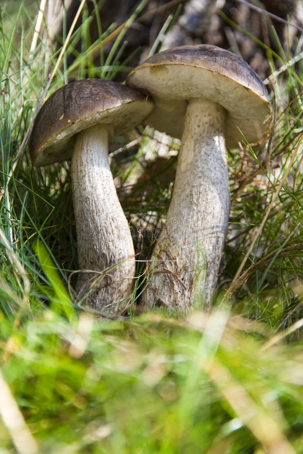 Champignons Sur Le Bois De Construction Image stock - Image du centrale ...
