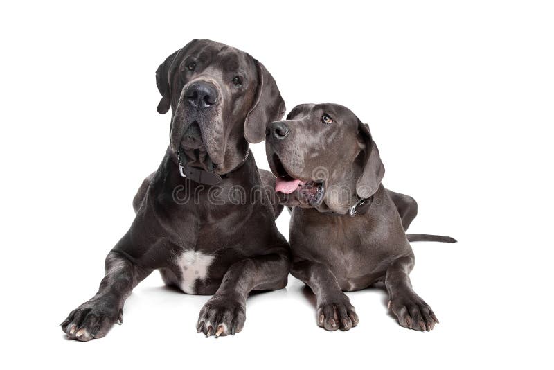 Deux Crabots Gris De Danois Grand Image stock - Image du crabot, danois ...