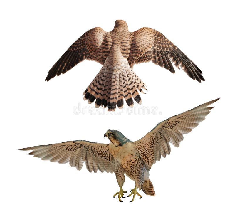 Faucon Brun Volant D'isolement Sur Le Blanc Image stock - Image du ...
