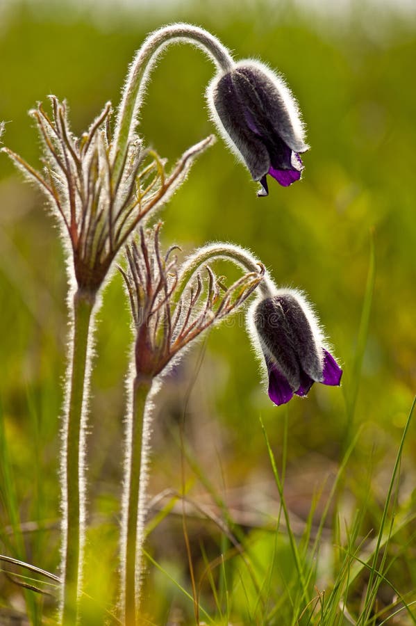 Deux fleurs image stock. Image of floral, fleuraison - 15106875